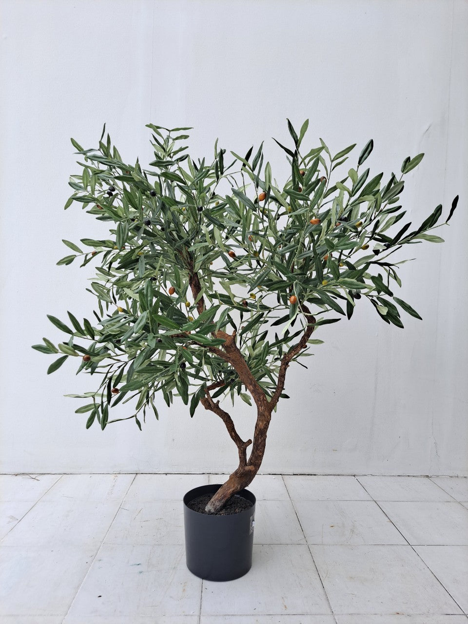 Indoor Plants – Madam Khajee